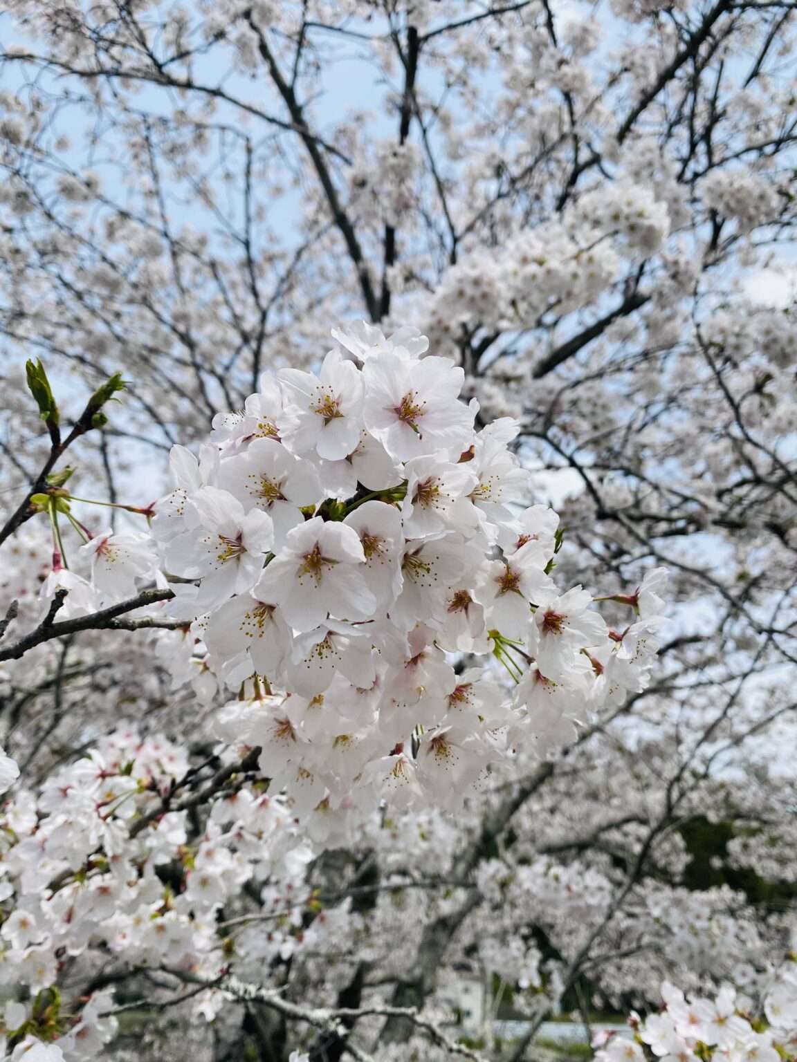 VS Codeとローカル開発環境を構築する方法【MAMP/XAMPP対応】 | ニコイチブログ